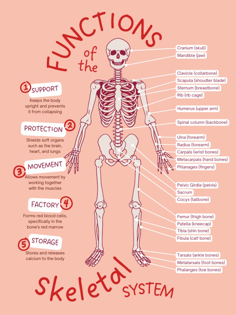 Skeletal System | PDF