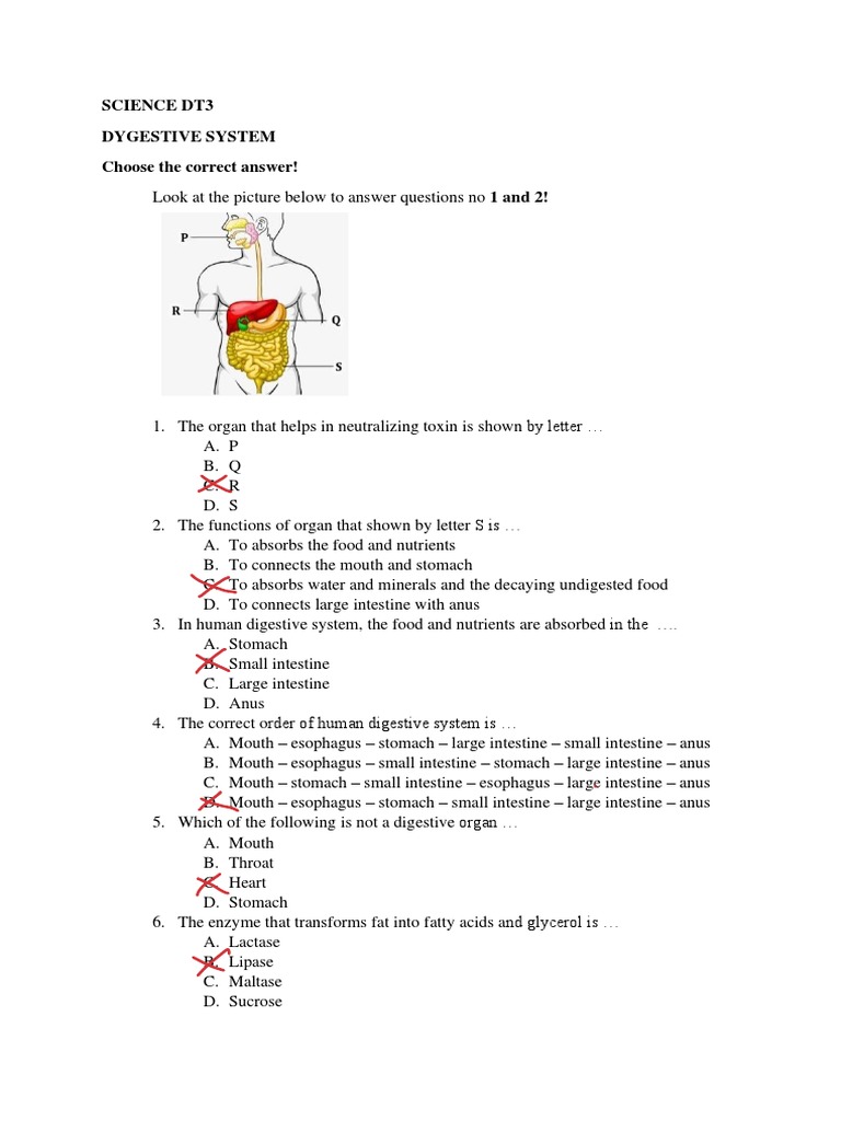 Jawaban Science DT Digestive Sys | PDF | Digestion | Human Digestive System