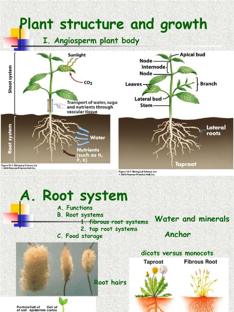 5 1 The Root 2 Bio40 Pdf