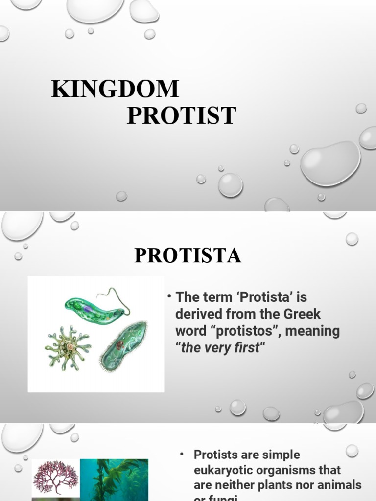 Kingdom Protist | PDF | Protozoa | Organisms