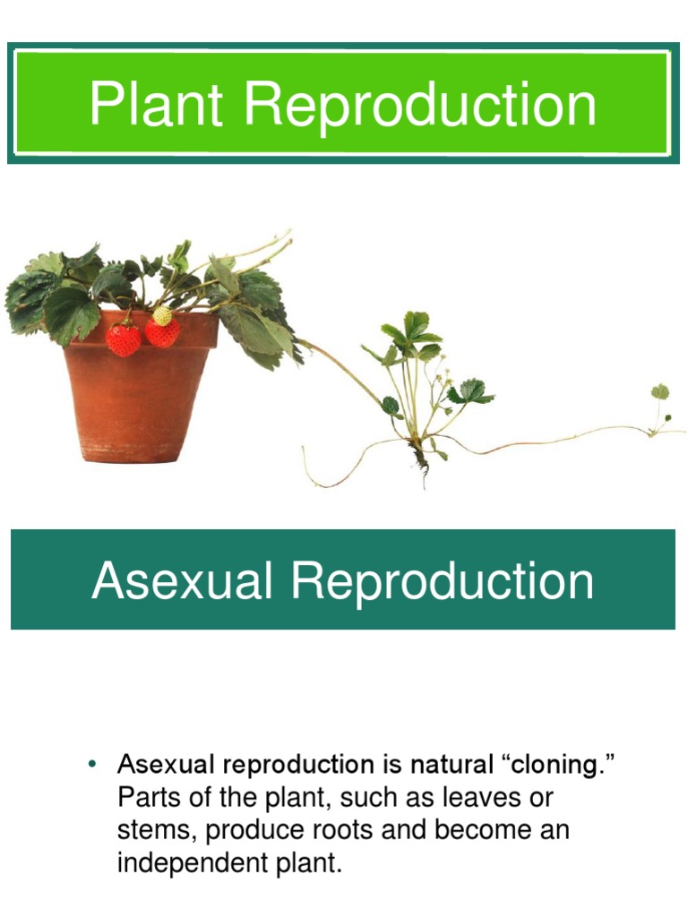 Plant Reproduction | PDF | Sexual Reproduction | Ploidy