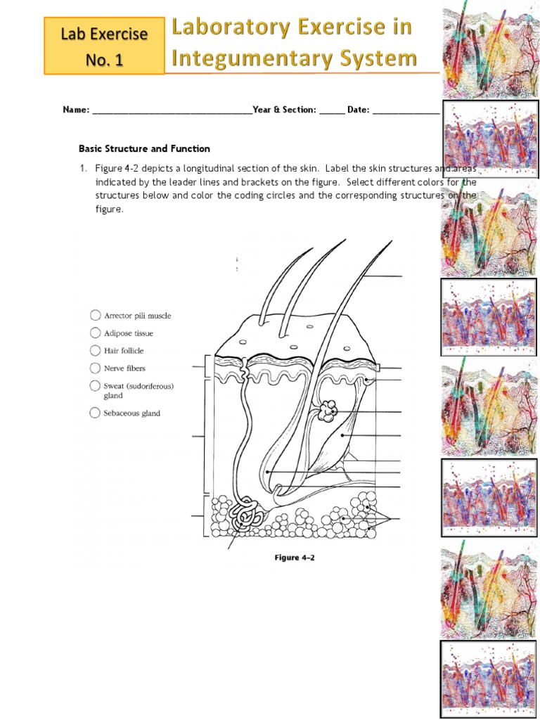 Integumentary System Lab Exercise | PDF | Skin | Epidermis