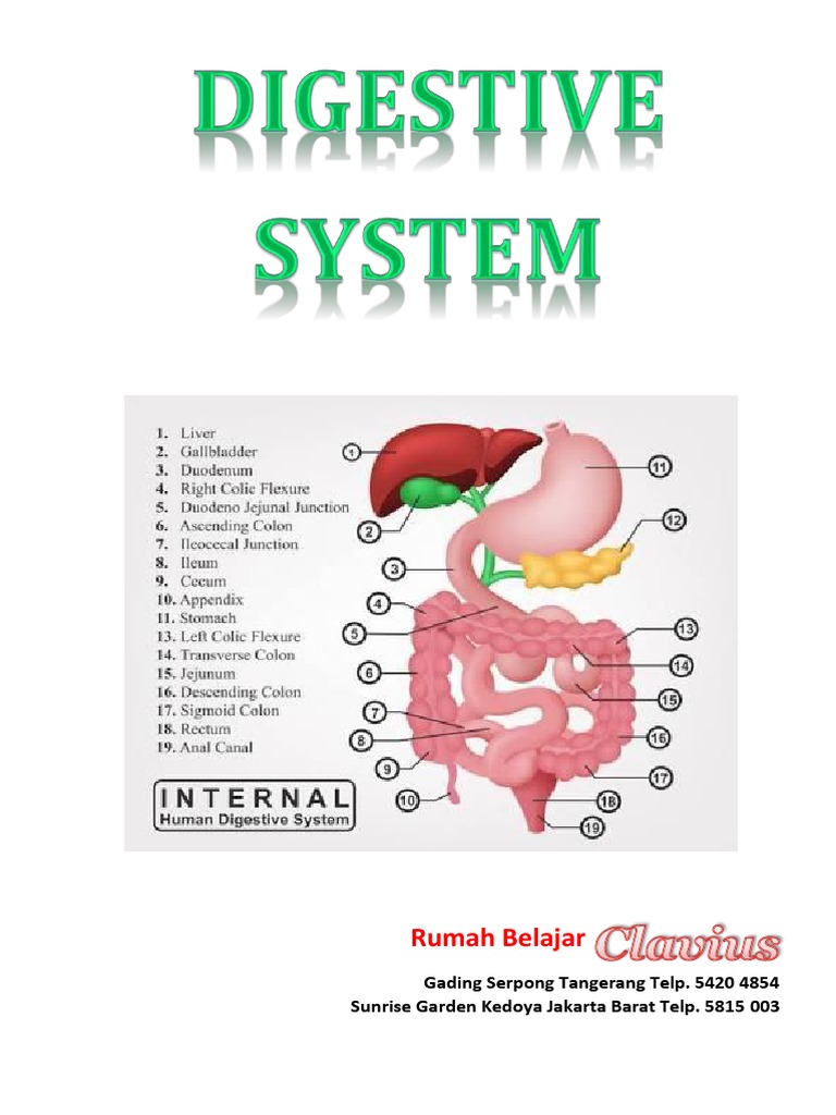 Digestive System, Booklet | Download Free PDF | Stomach | Digestion