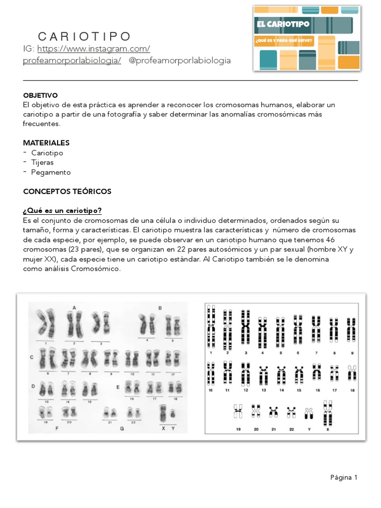 CARIOTIPO | Descargar gratis PDF | Cariotipo | Cromosoma