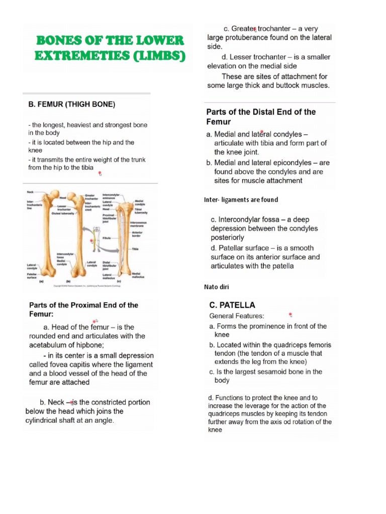 Anaphy Lab Lower Limbs Axial 10 04 22 | PDF | Wellness