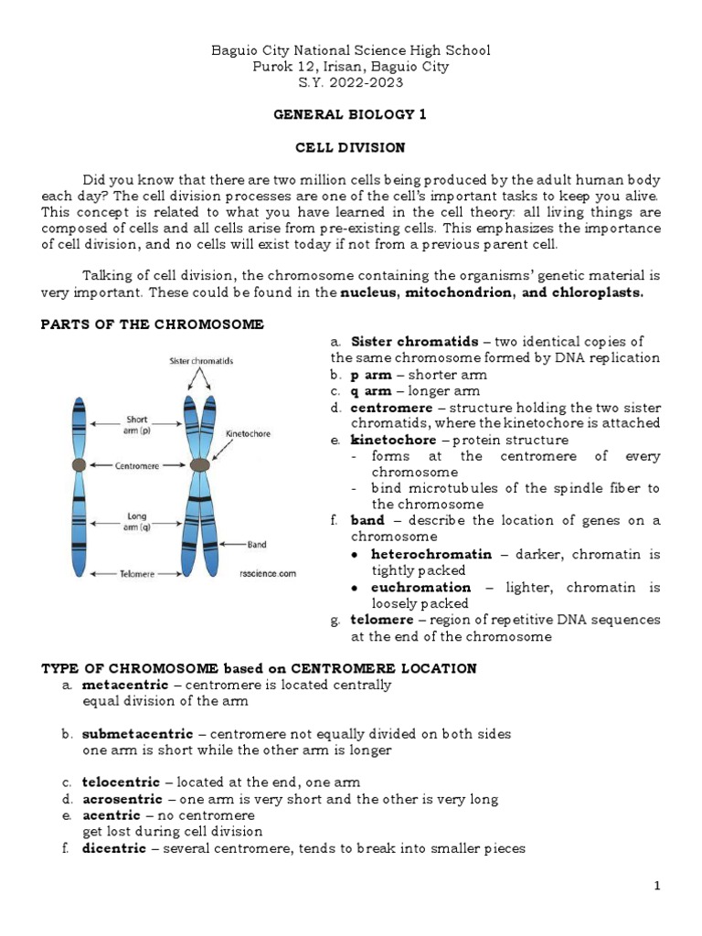 Cell Division | PDF | Meiosis | Mitosis