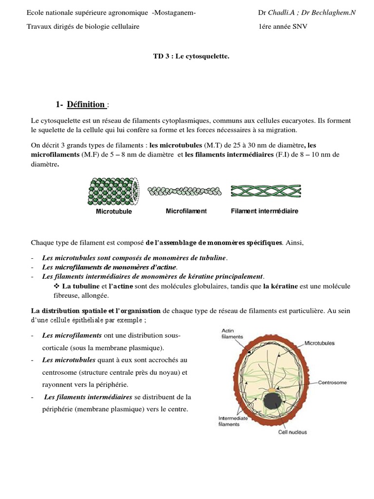 Comprendre le cytosquelette cellulaire | PDF | Microtubule | Cellule ...