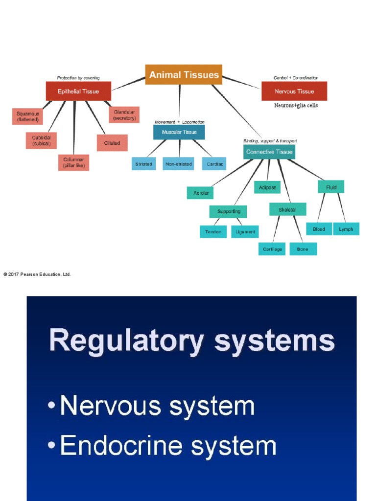Nervous System-2022-23 Asi̇st | Download Free PDF | Nervous System | Neuron