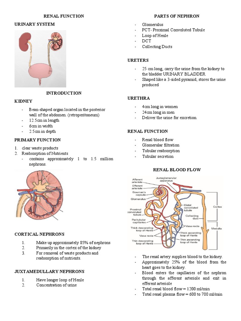 Renal Function Aubf | PDF | Kidney | Abdomen