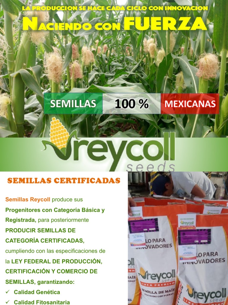 Catalogo Tropicales Reycoll Seeds 2022 Ok | PDF | Maíz | Agricultura