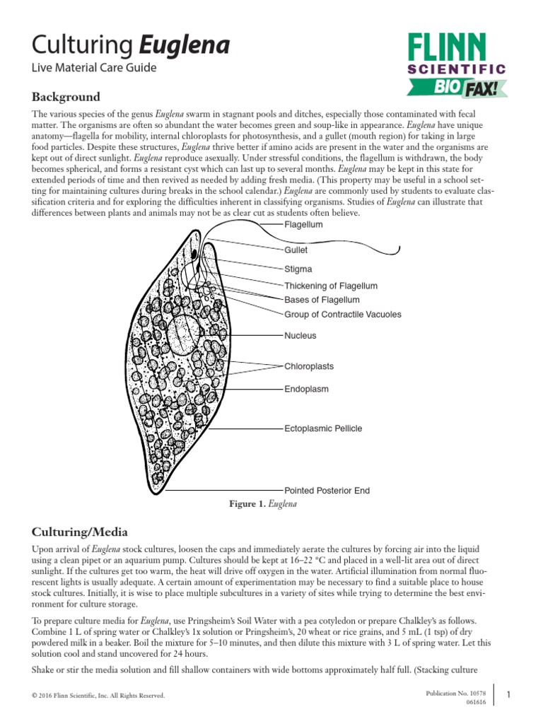 Culturing Euglena | PDF | Water | Chemistry