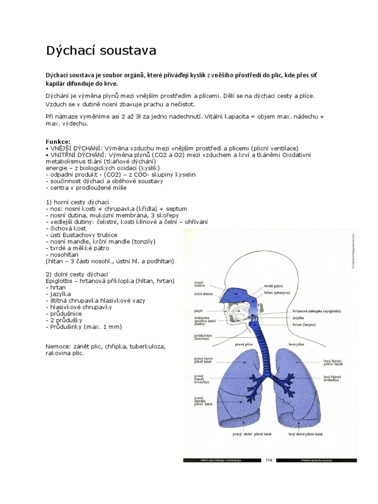 Dýchací Soustava | PDF