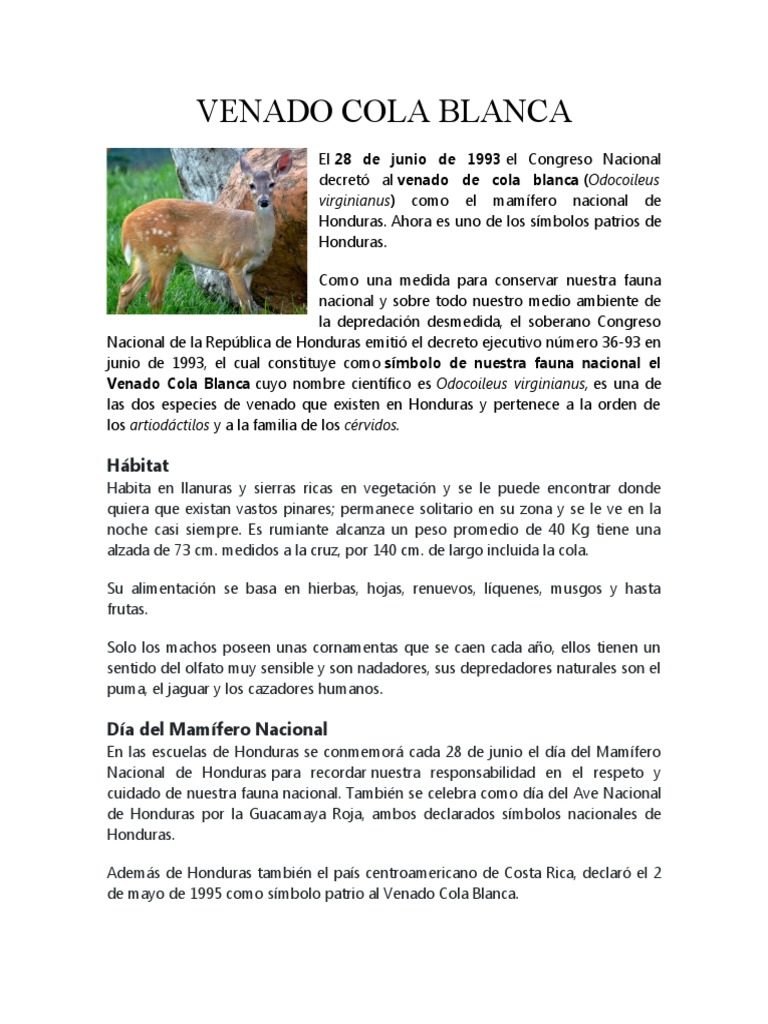 Venado Cola Blanca: Símbolo Nacional de Honduras | PDF | Hogar ...