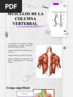 Musculos Intrinsecos y Extrinsecos Del Dorso | PDF | La columna ...