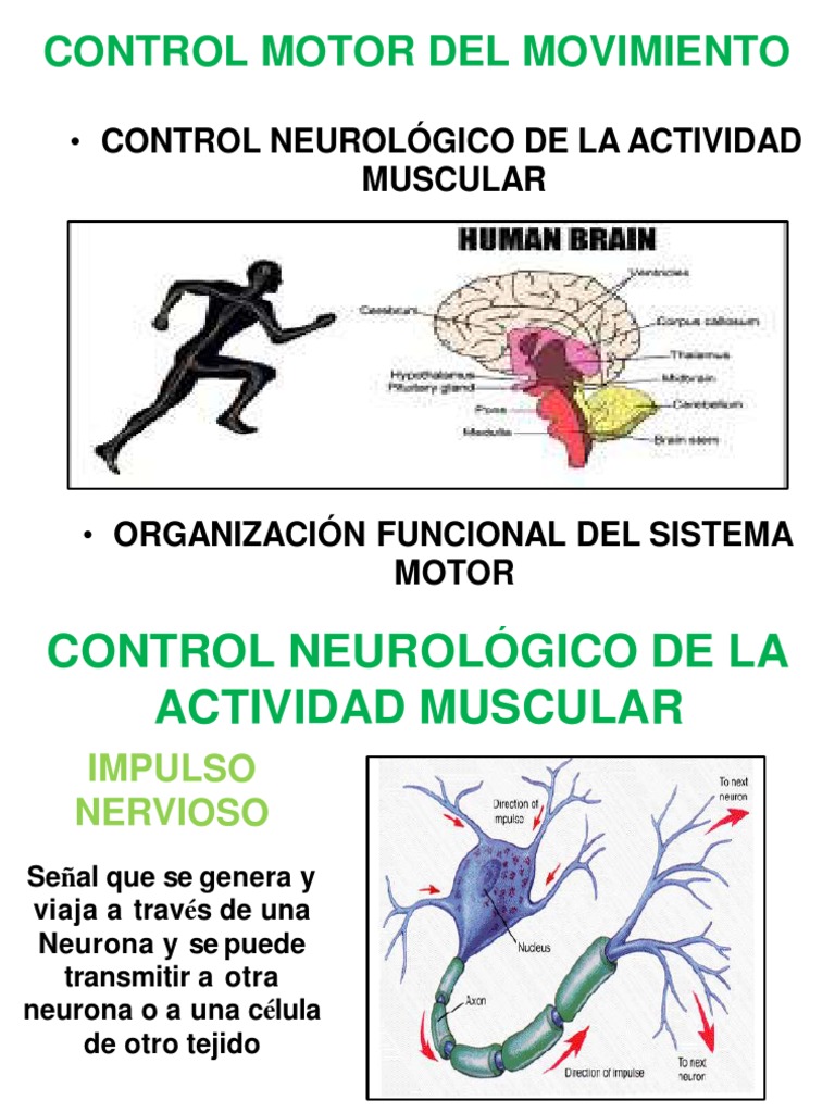 Clase 002 y 003a Control Nervioso Del Movimiento 1 | PDF | Unión ...