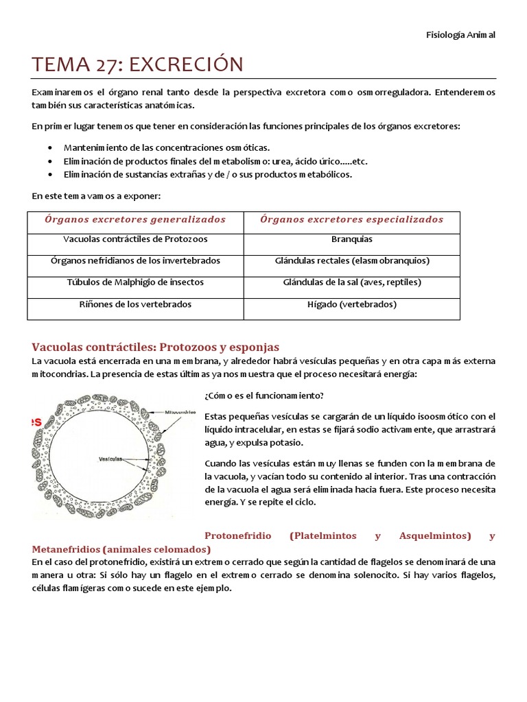 Tema 27 | PDF | Riñón | Anatomia animal