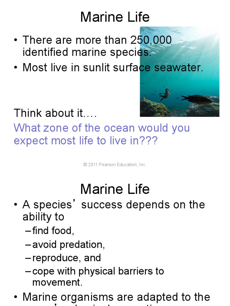 Classification and Adaptations of Marine Life | PDF | Plankton | Oceans