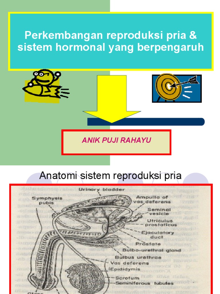 Hormon dan Perkembangan Reproduksi Pria | PDF
