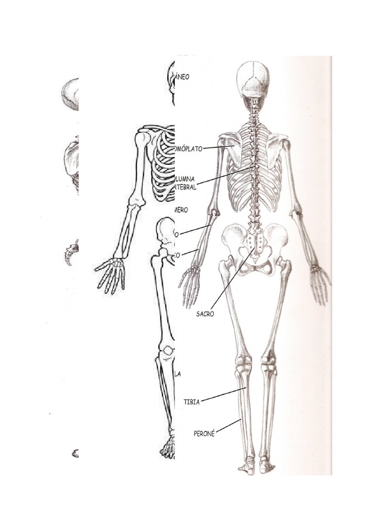 206 Huesos Anatomia Pdf