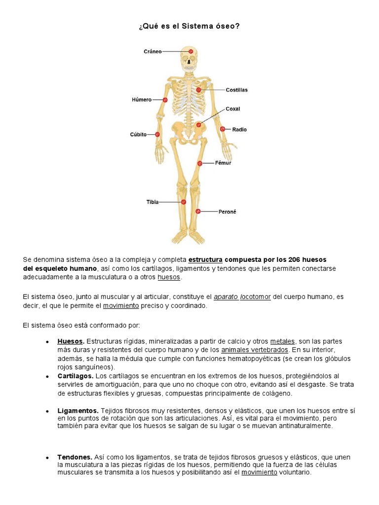 Ficha Del Sistema Oseo | PDF | Hueso | Esqueleto