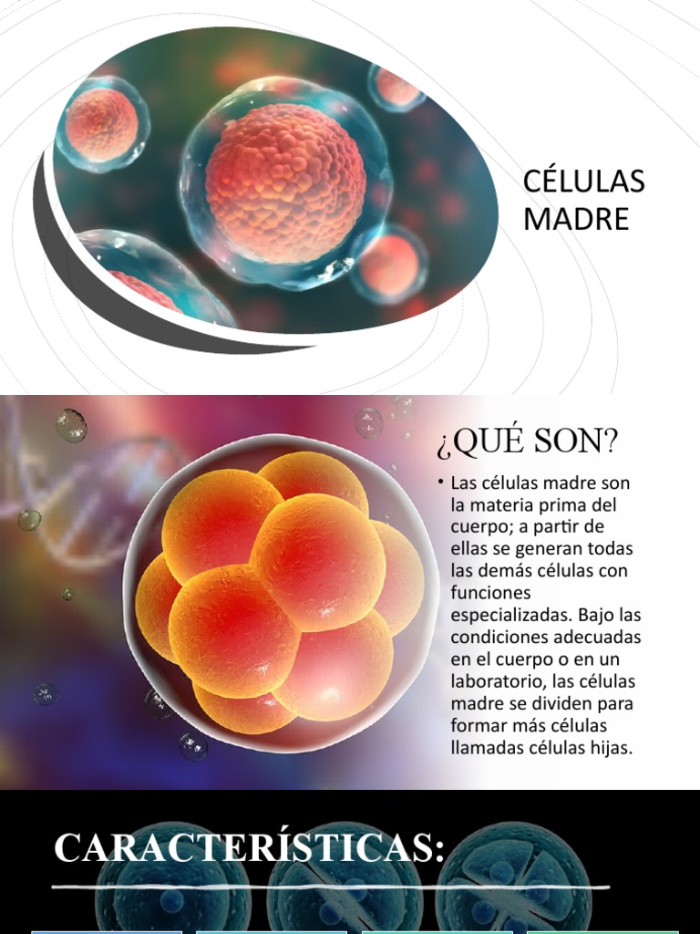 Celulas Madres | PDF | Célula madre | Biología Celular)