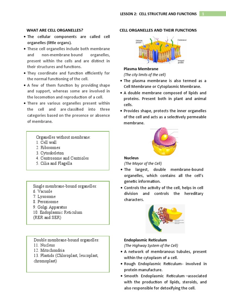 Lesson 2 - Cell Organelles | Download Free PDF | Cell (Biology ...