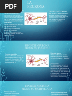 Mapa Conceptual, Tipos de Neurona | PDF | Neurona | Axon