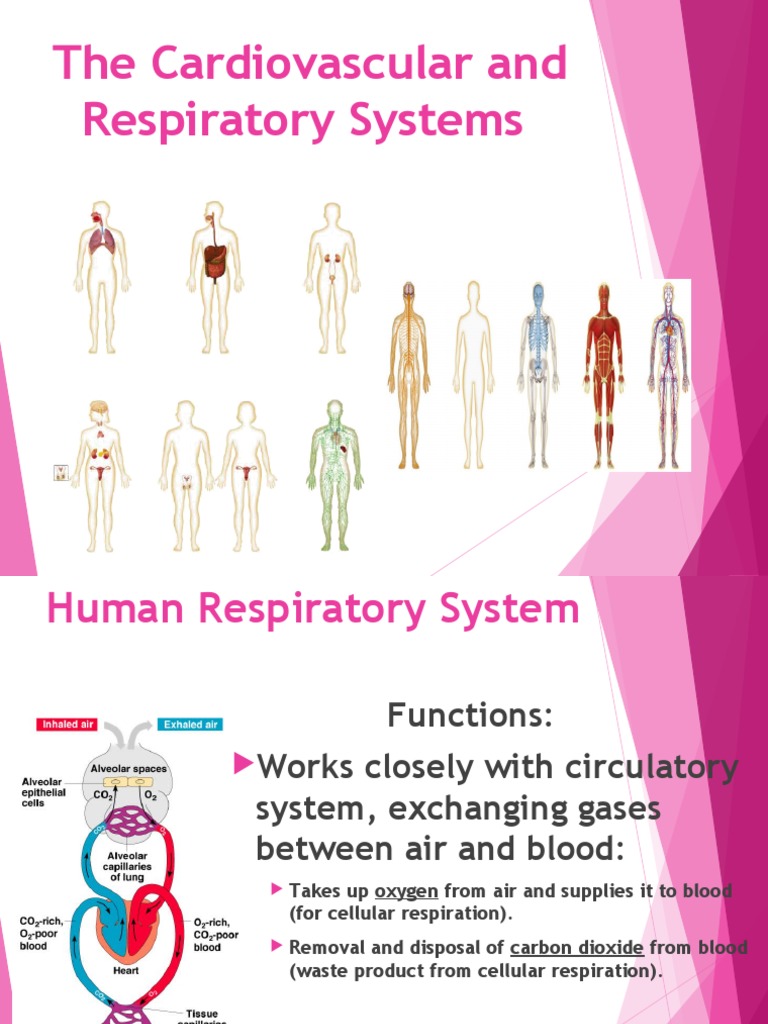 Cardiovascular and Respiratory System | PDF | Respiratory Tract ...