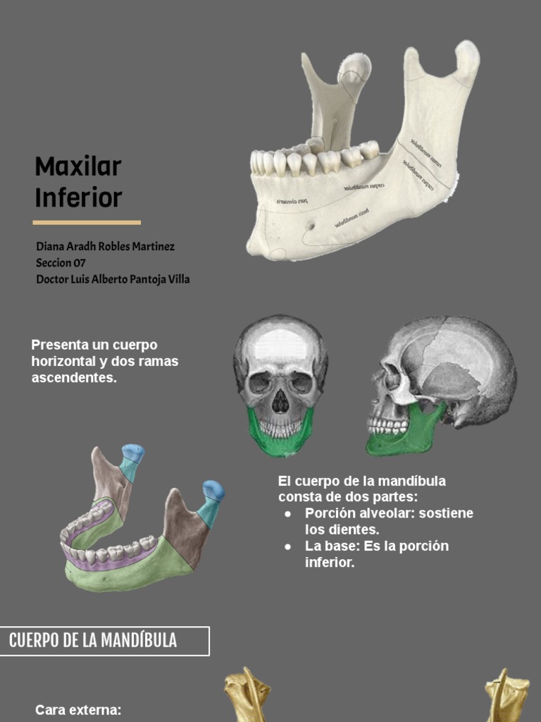 Anatomia Del Maxilar Inferior | PDF | Ciencia y matemáticas
