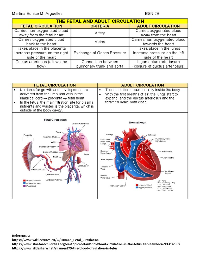 The Fetal and Adult Circulation | PDF