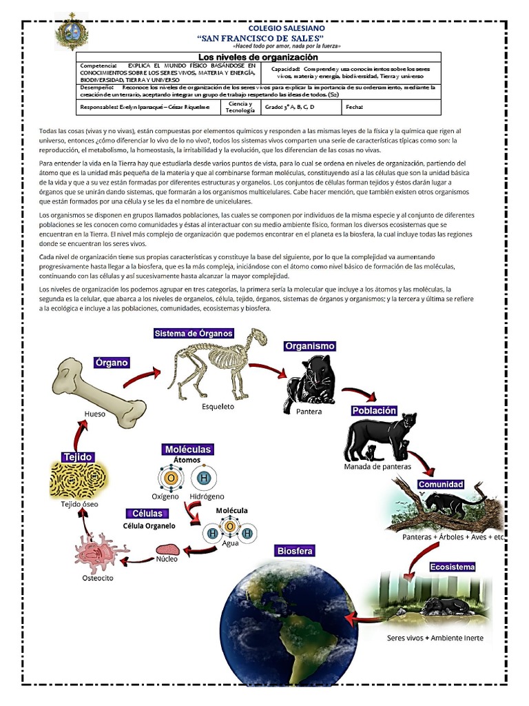 Lect - S2 - 3ro Sec - Ivbim | PDF | Organismos | Estómago