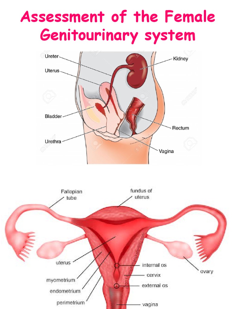 Assessment of the Male and Female Genitourinary Systems: A ... Assessment of the Male and Female Genitourinary Systems: A ...