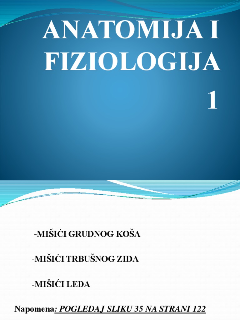 P5 L2 A Mišići Grudnog Koša, Trbušnog Zida I Leđa (1) - 1 | PDF