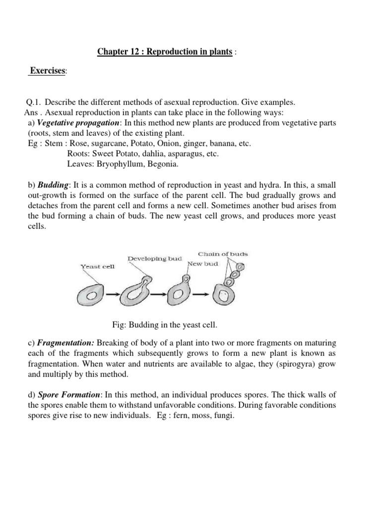 Chapter 12-Reproduction in Plants | PDF | Flowers | Fertilisation