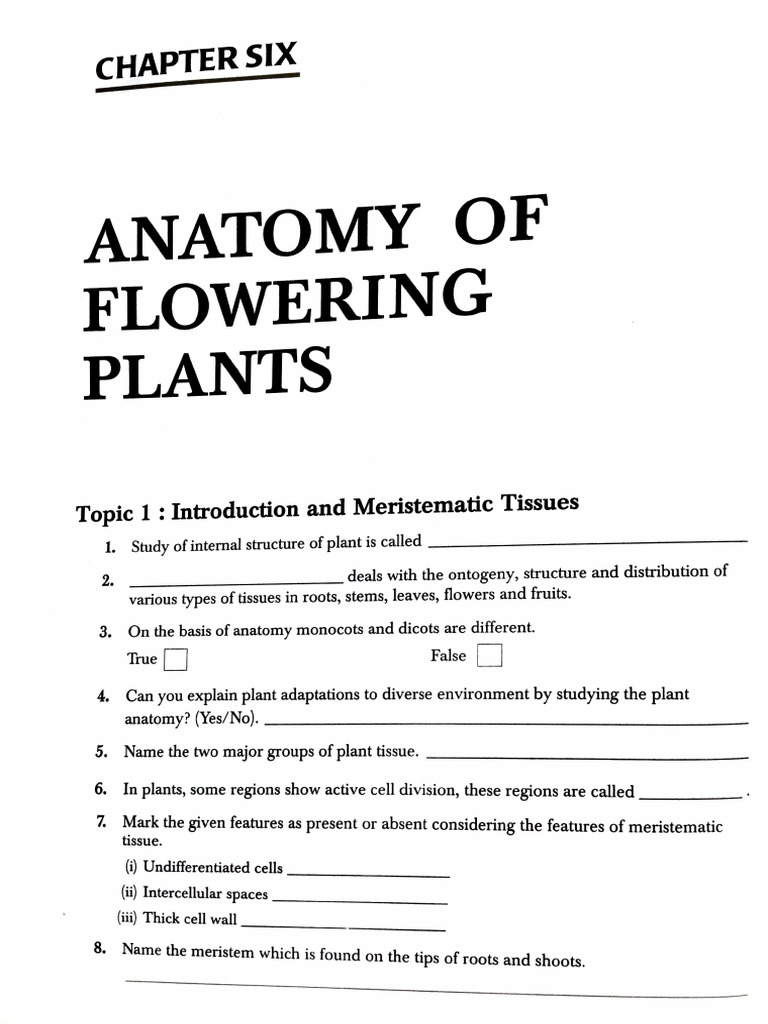 Anatomy of Flowering Plants | PDF | Tissue (Biology) | Organisms