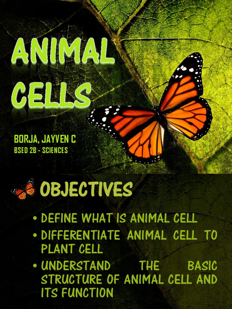 Animal vs. Plant Cell Overview | PDF | Cell (Biology) | Eukaryotes