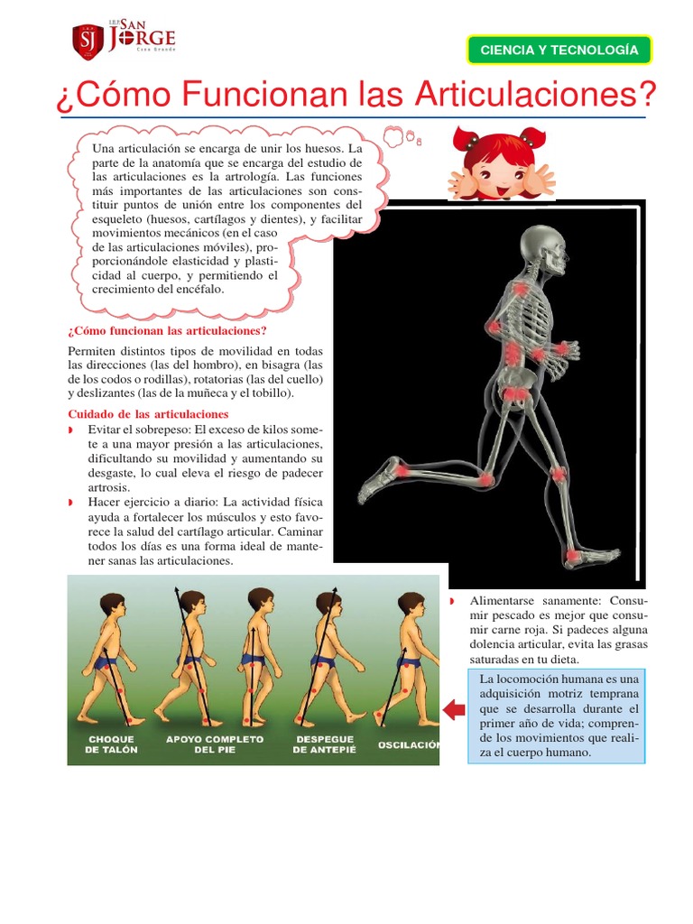 Funciones de Las Articulaciones | PDF | Articulación | Sistema musculoesquelético
