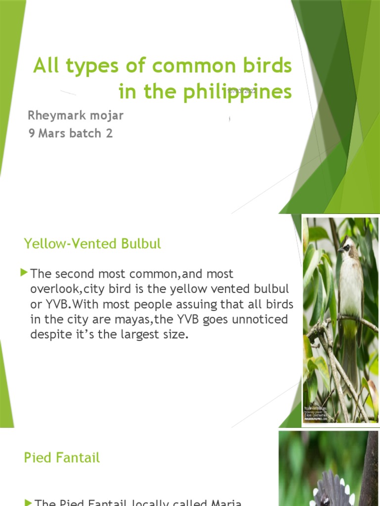 All Types of Common Birds in The Philippines | PDF