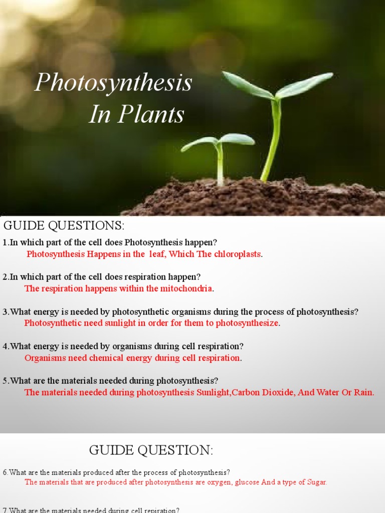 Photosynthesis in Plants | PDF | Photosynthesis | Cellular Respiration