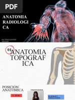 ANATOMÍA Areas de Cottle | PDF | Anatomía humana | Cabeza y cuello humanos