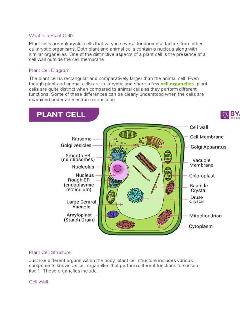 Plant Cell 2 | PDF | Cell (Biology) | Chloroplast