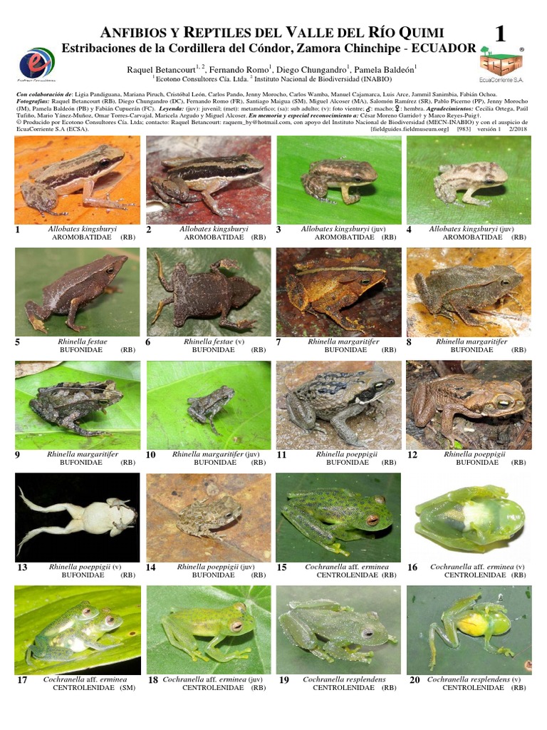 983 Ecuador Amphibians Reptiles of Quimi River 0 | PDF | Organismos ...