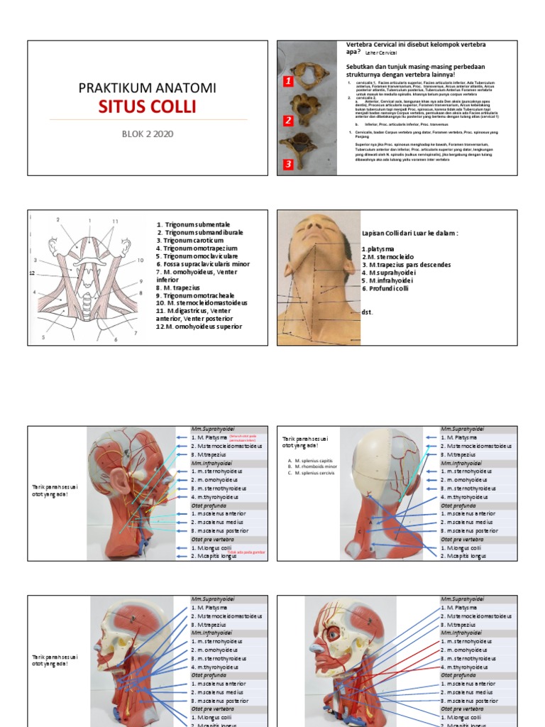 Situs Colli | PDF