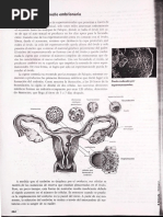 Atlas del Desarrollo Embrionario del Perro | PDF | Embrión | Procesos ...