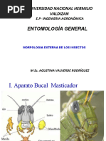 Evolución de Insectos: Cronología y Origen | PDF | Insectos | Escala de ...