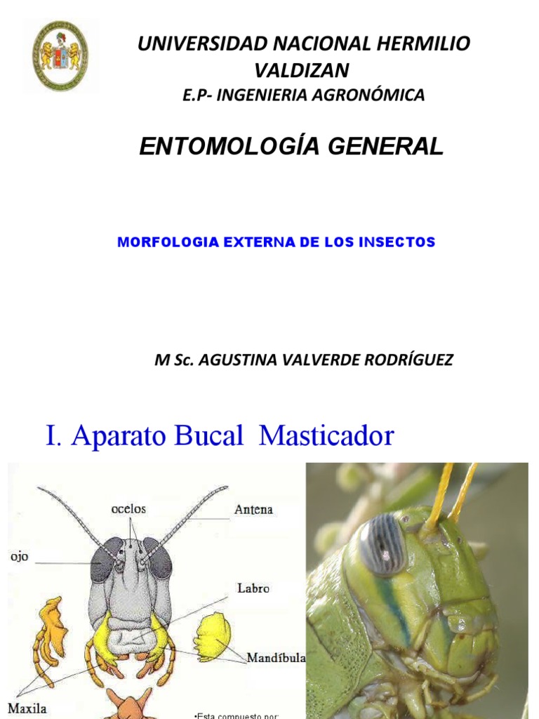Morfología externa de los insectos: Estructuras bucales y apéndices del ...