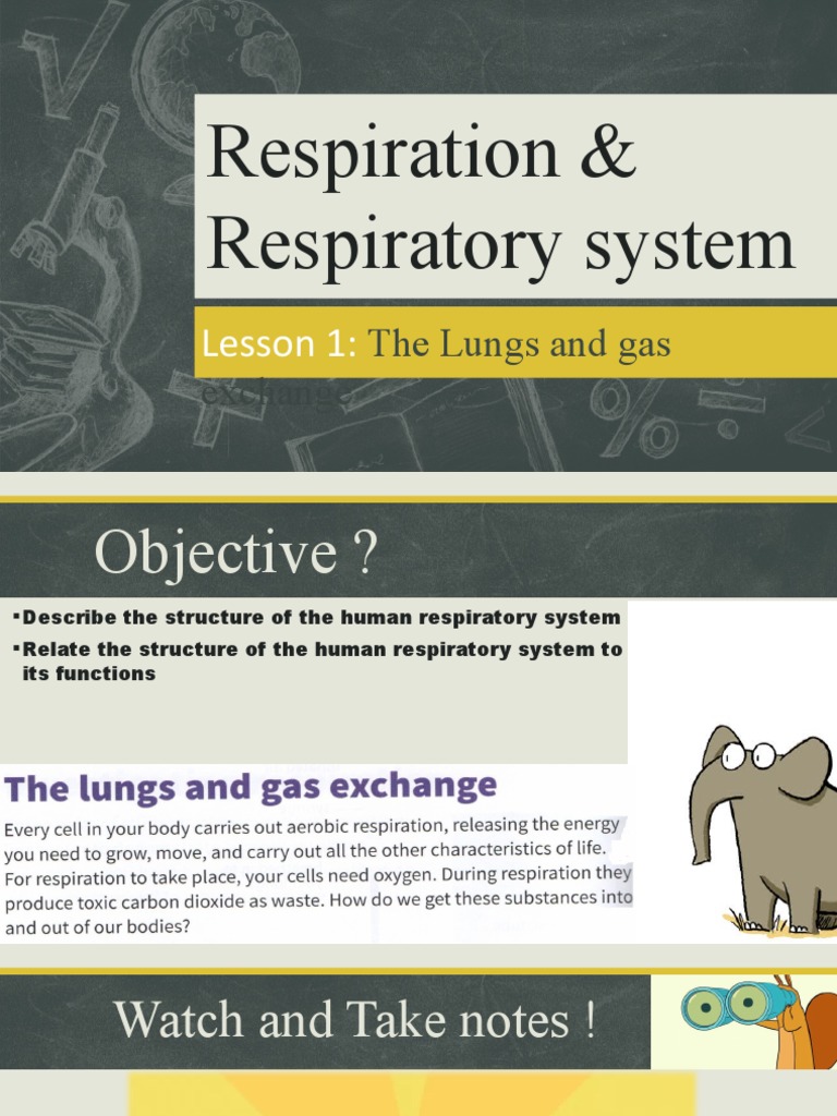 Lungs and Gas Exchange - Lesson 1 - Grade 8 | PDF | Respiratory Tract ...