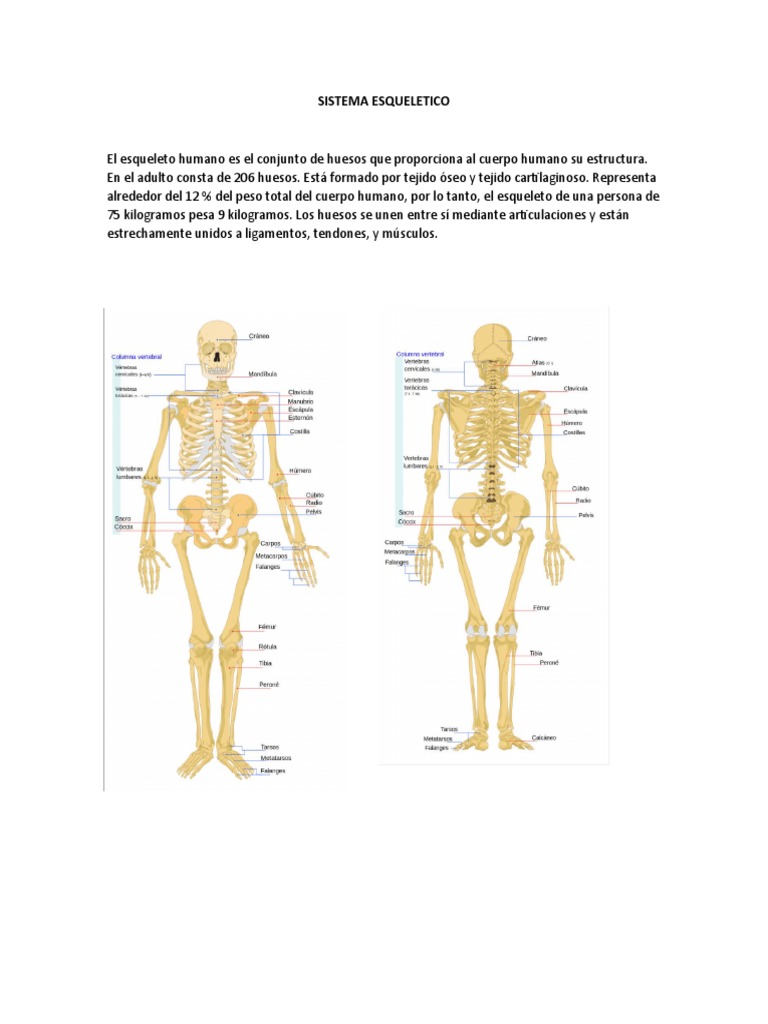Sistema Esqueletico | PDF