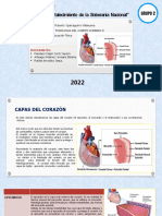 Capas Del Corazon | PDF | Corazón | Músculo cardíaco