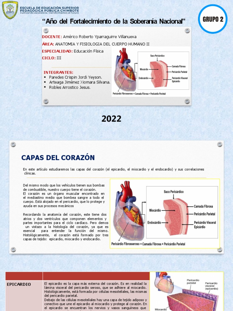 GRUPO (2) - Funcionamiento Del Corazón - Endocardio, Miocardio ...